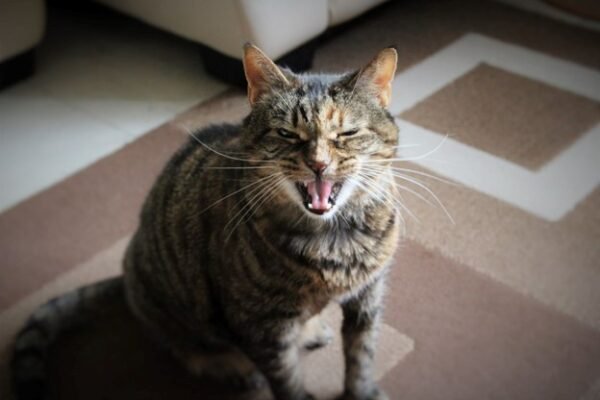 7 Common Cat Behavioral Issues and Solutions