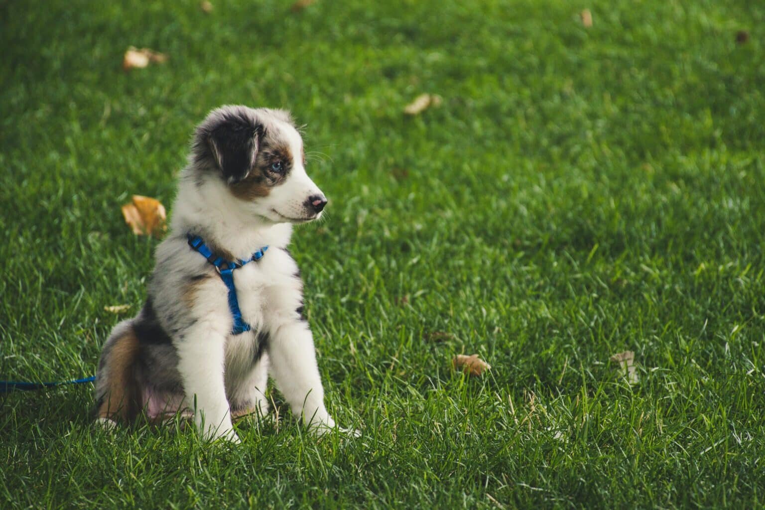 Puppy Growth Chart & Stages Explained - Pet Buddies Care