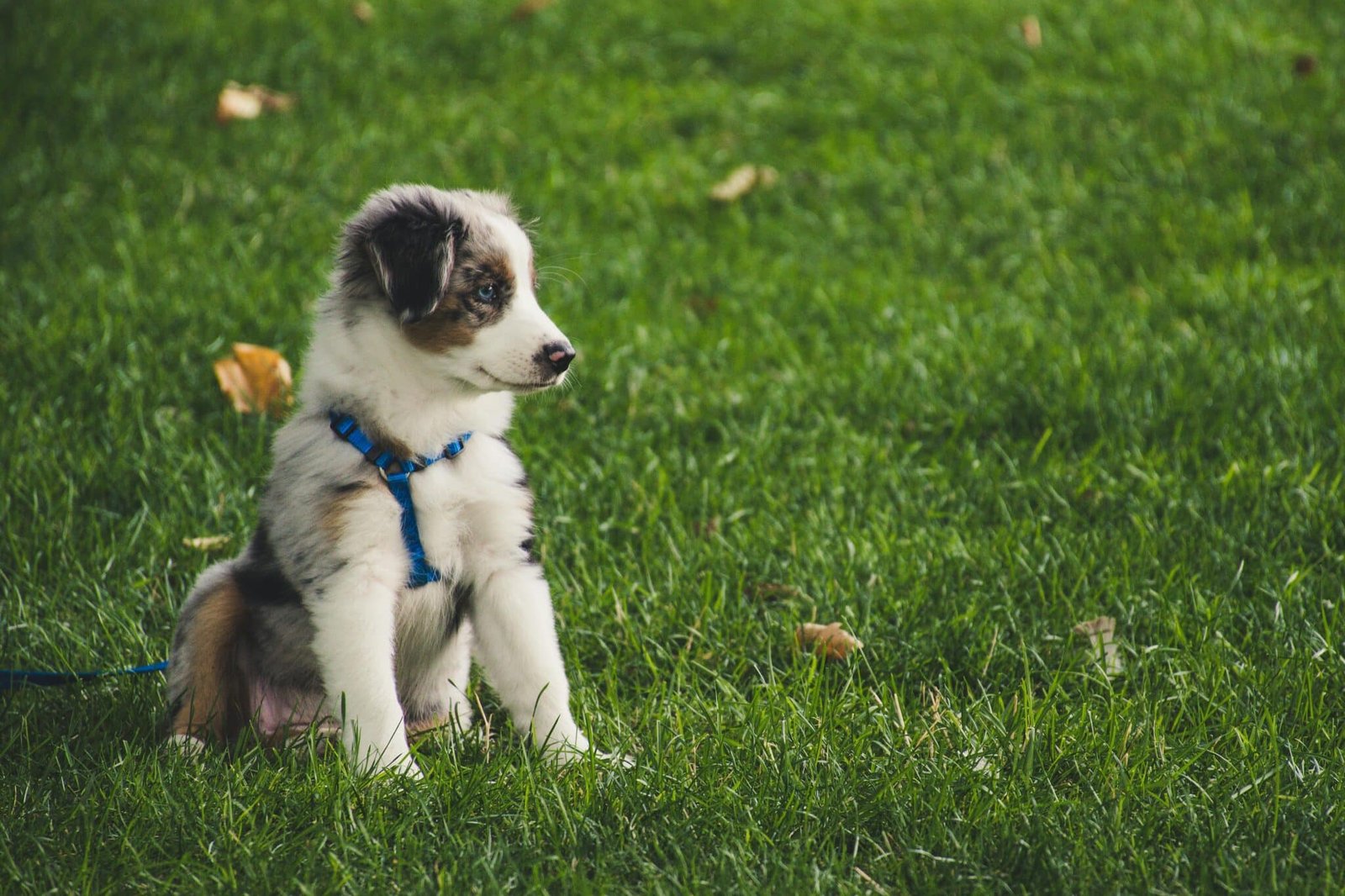Puppy Growth Chart & Stages Explained - Pet Buddies Care